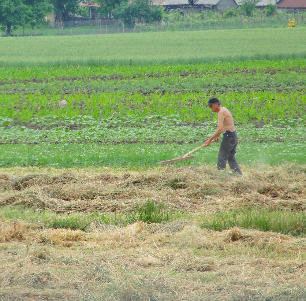 Ministerului Agriculturii şi Dezvoltării Rurale va concedia jumătate ...