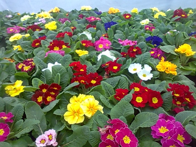 Flori la ghiveci: petunii, calibrachoa,muscate,verbena,dipladenia ...