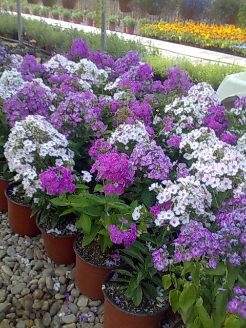 Flori la ghiveci: petunii, calibrachoa,muscate,verbena,dipladenia ...
