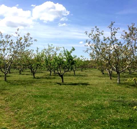 Vindem puieti de nuci altoiti din R.Moldova | StiriAgricole.ro