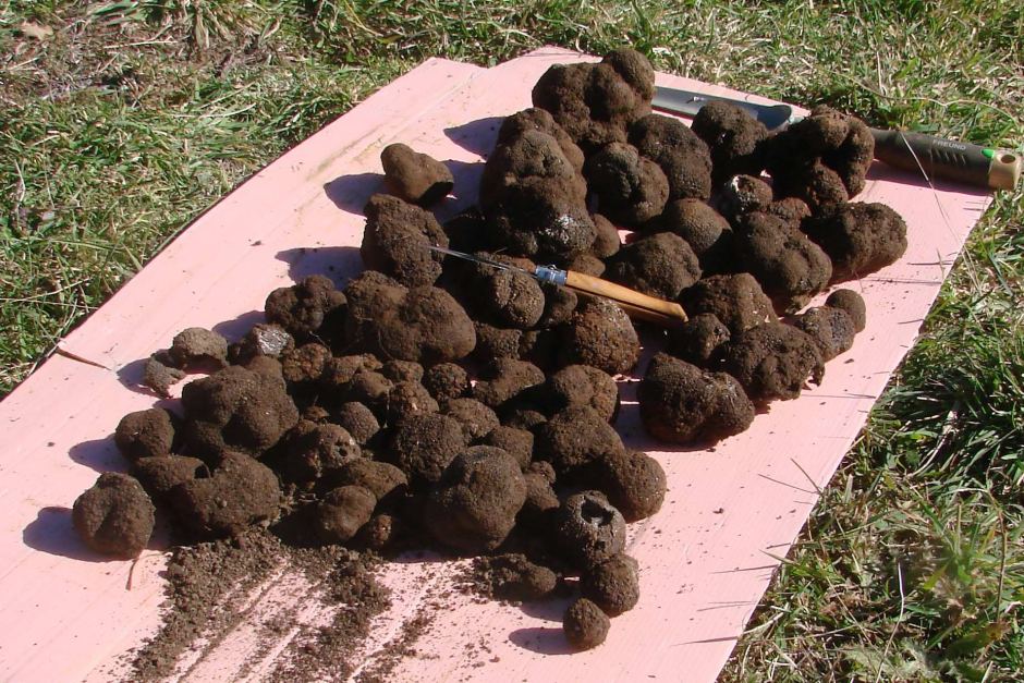 Trufe negre proaspete | StiriAgricole.ro