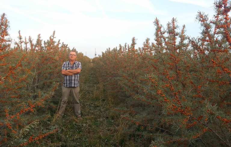 Cum a reusit un cultivator de catina sa aiba o productie record de ...