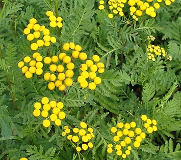 Rasaduri de calapar | StiriAgricole.ro